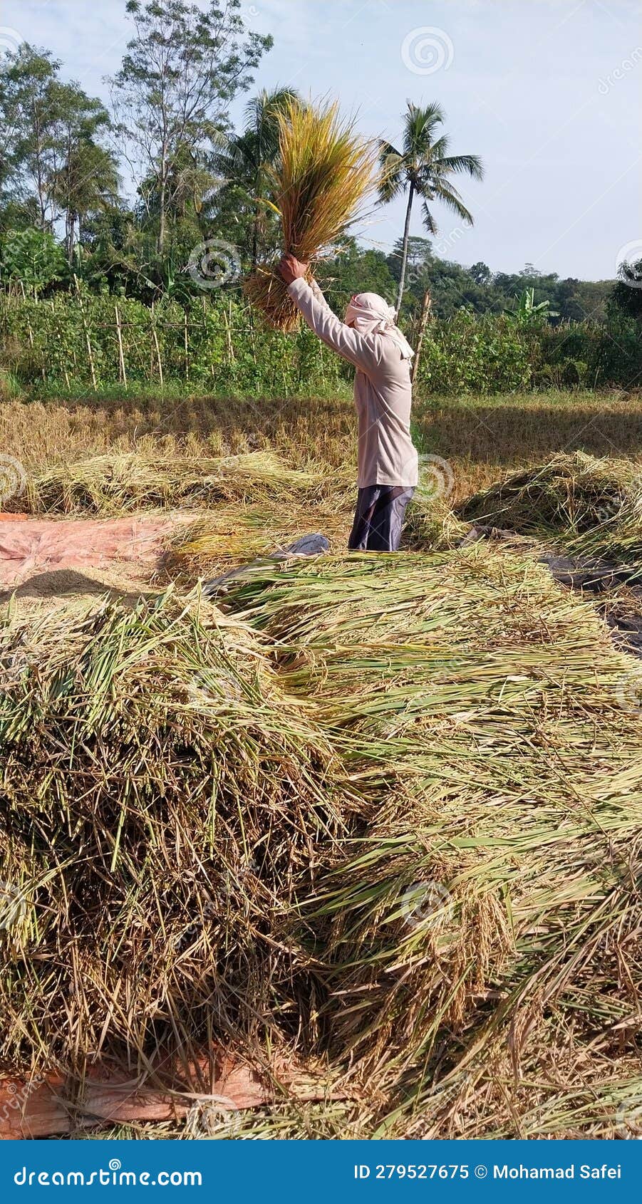Traditional Way of Separating Rice from Its Stalk, Traditional Rice ...