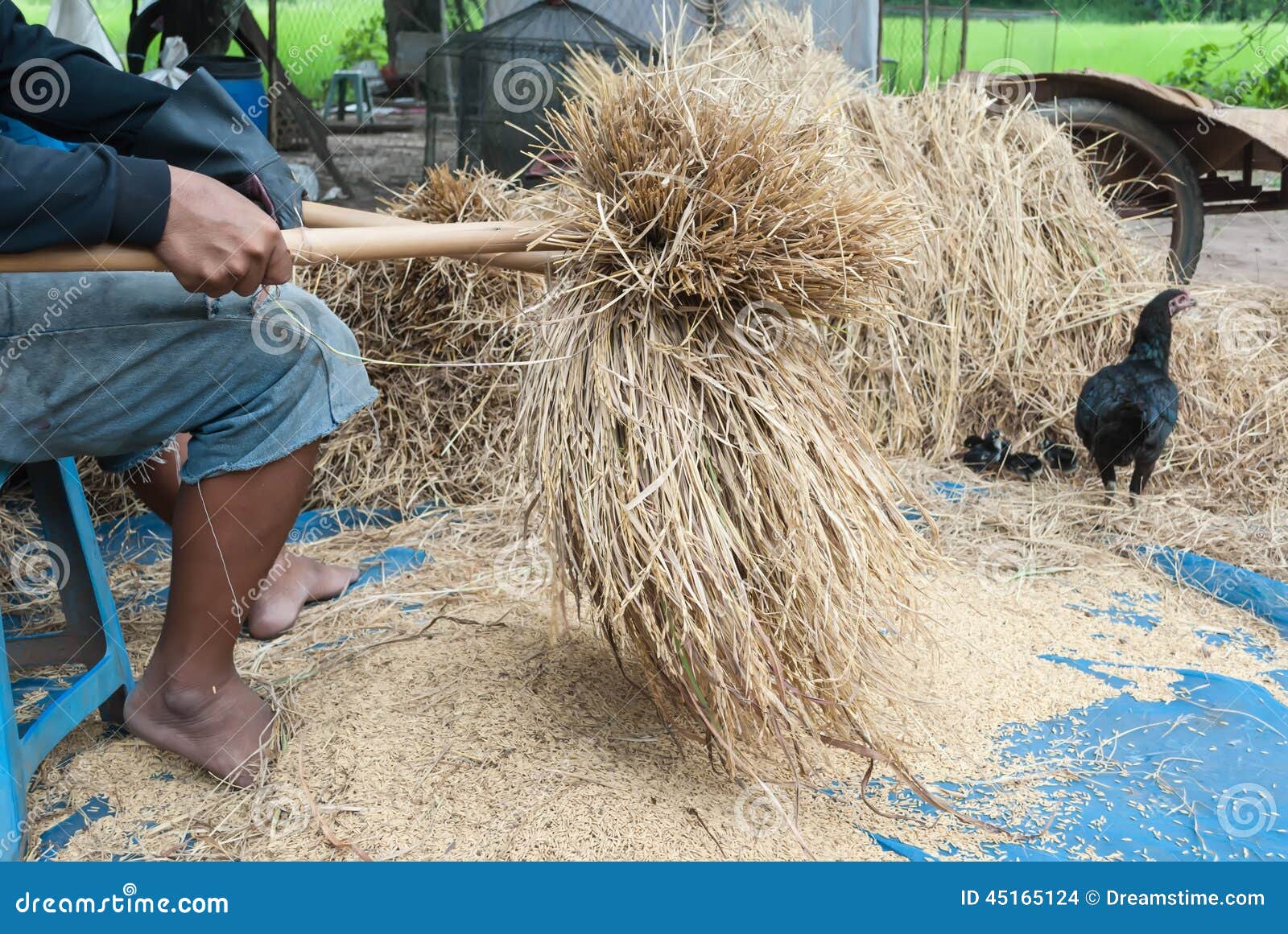 The Traditional Way of Threshing Grain in Northeast of Thailand. Stock ...