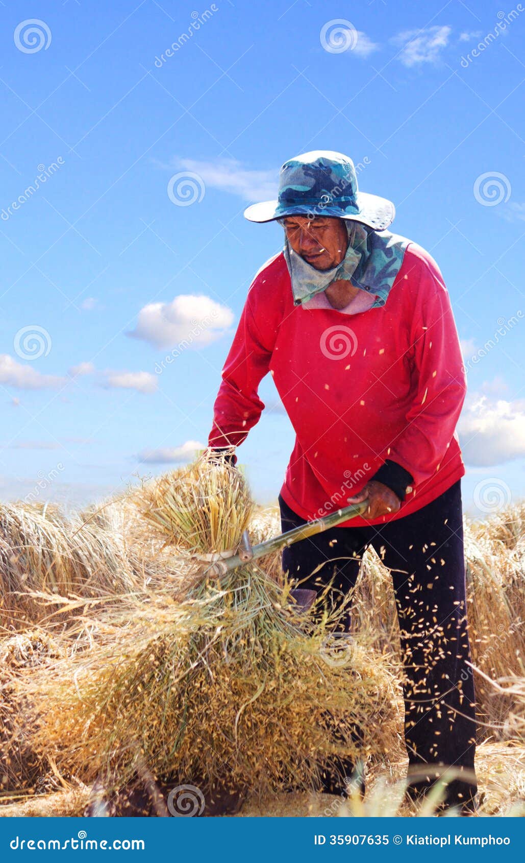 The Traditional Way of Threshing Grain in Thailand Stock Image - Image ...