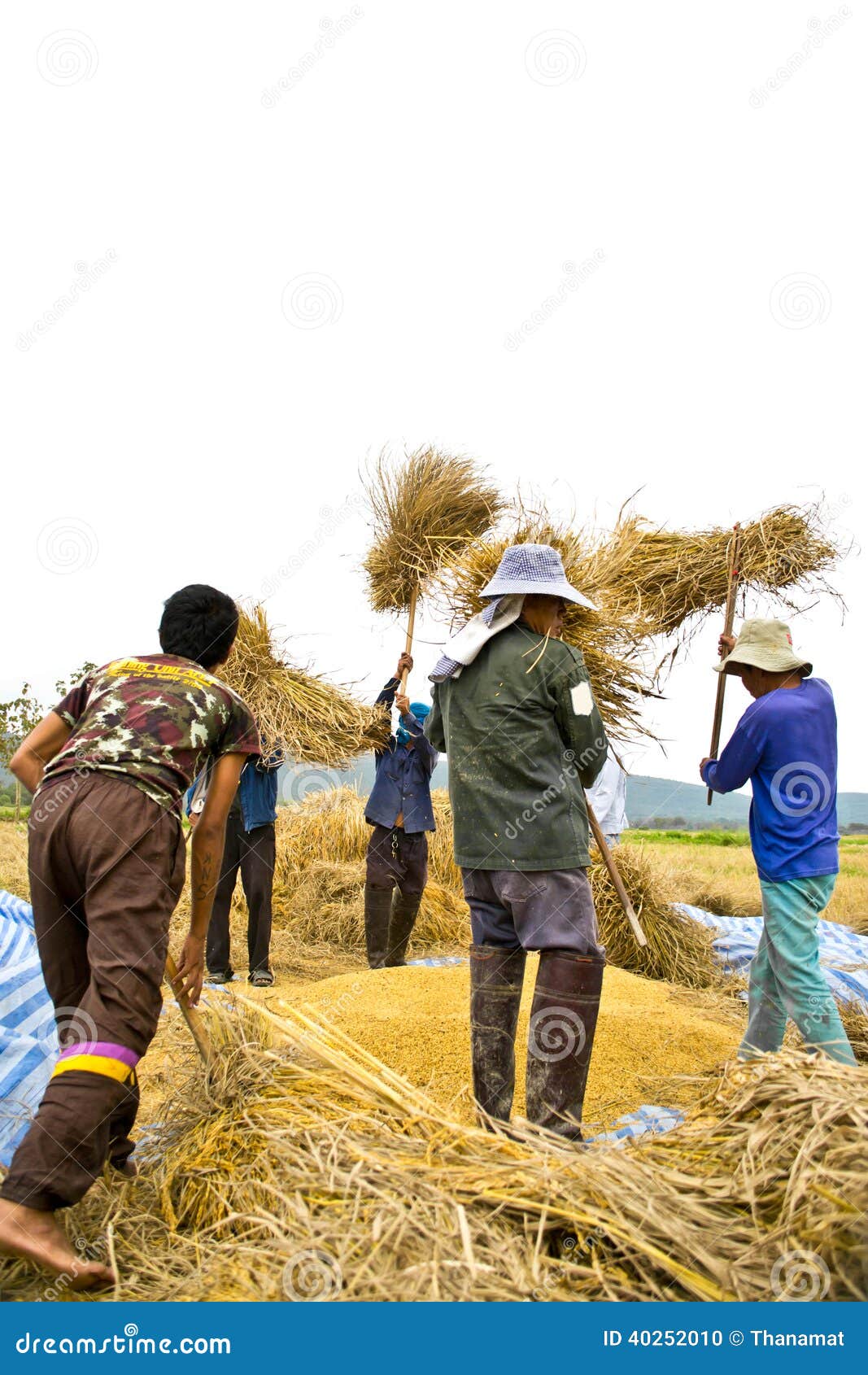The Traditional Way of Threshing Grain Editorial Image - Image of work ...