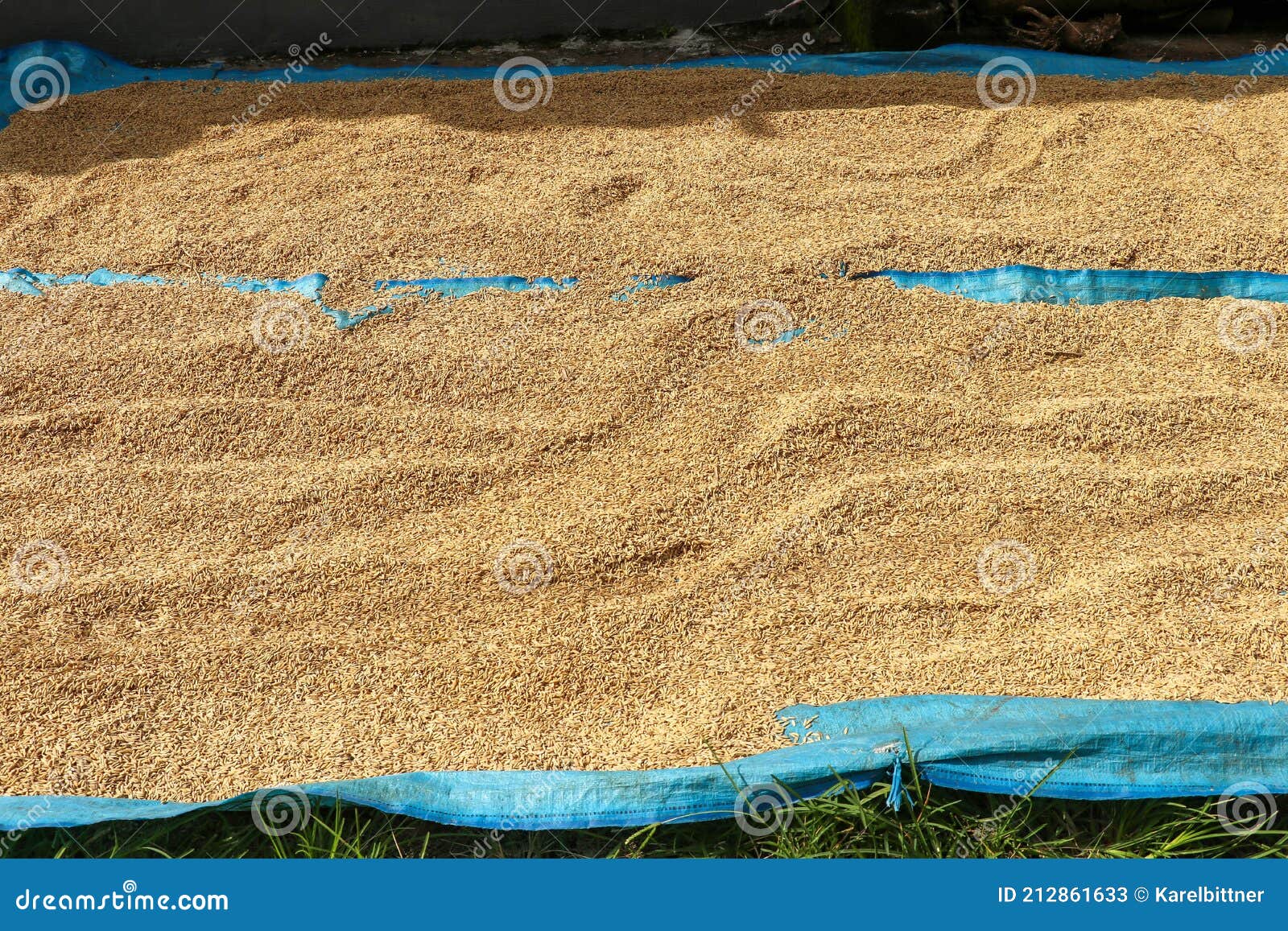 Traditional Way To Drying Rice by the Sun Stock Image - Image of farm ...