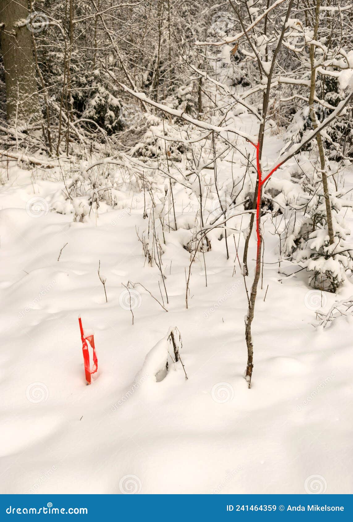Winter Landscape with Snowy Trees, Branches Marked in Red, the Magic of ...