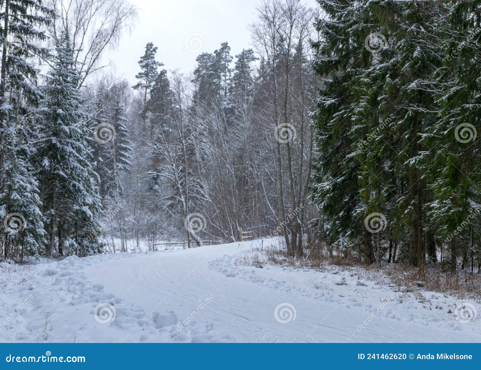 Traditional Winter Landscape with Snowy Trees Stock Photo - Image of ...