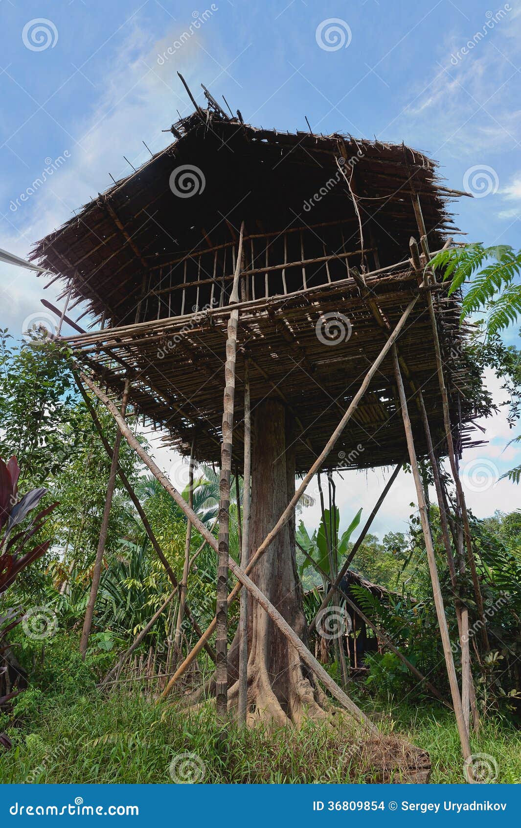 Traditioneel Koroway-huis Op De Boom Stock Foto - Image of inheems ...