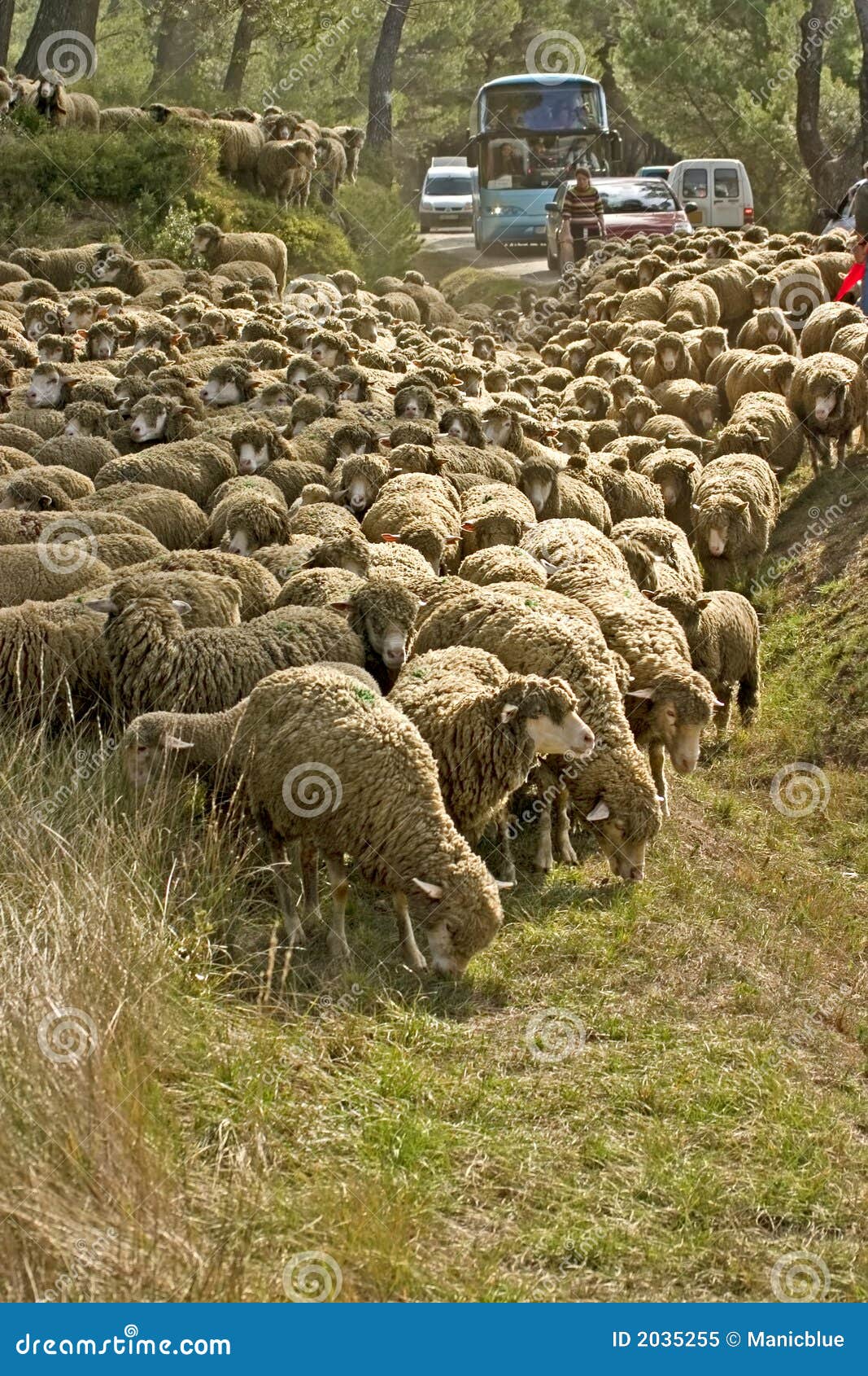 Traffic jam stock image. Image of parked, grazing, forest - 2035255