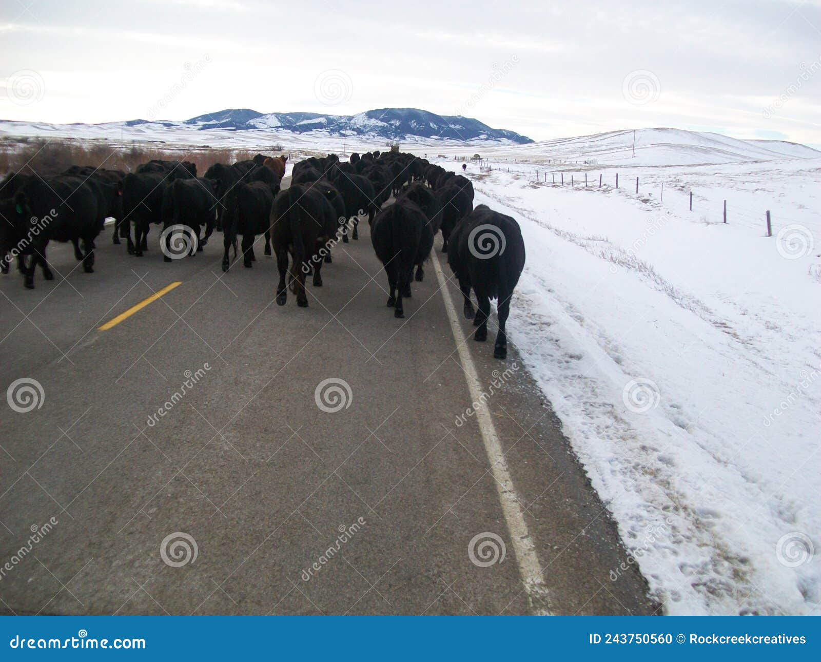 Traffic Jam Cattle Black Cows on the Road Highway Blocked Stock Photo ...