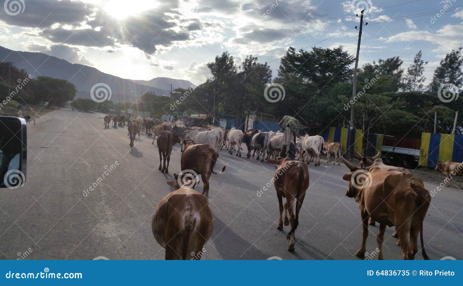 Traffic jam stock image. Image of traffic, cows, ethiopia - 64836735