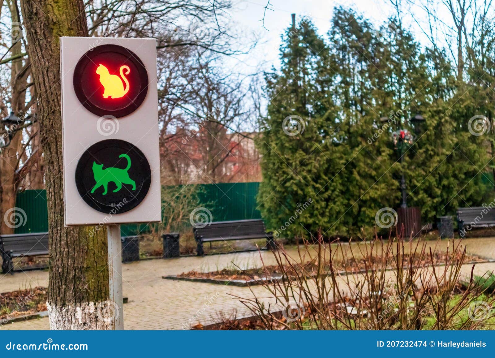 Traffic Light for Cats, Red Light on Stock Photo - Image of cute ...