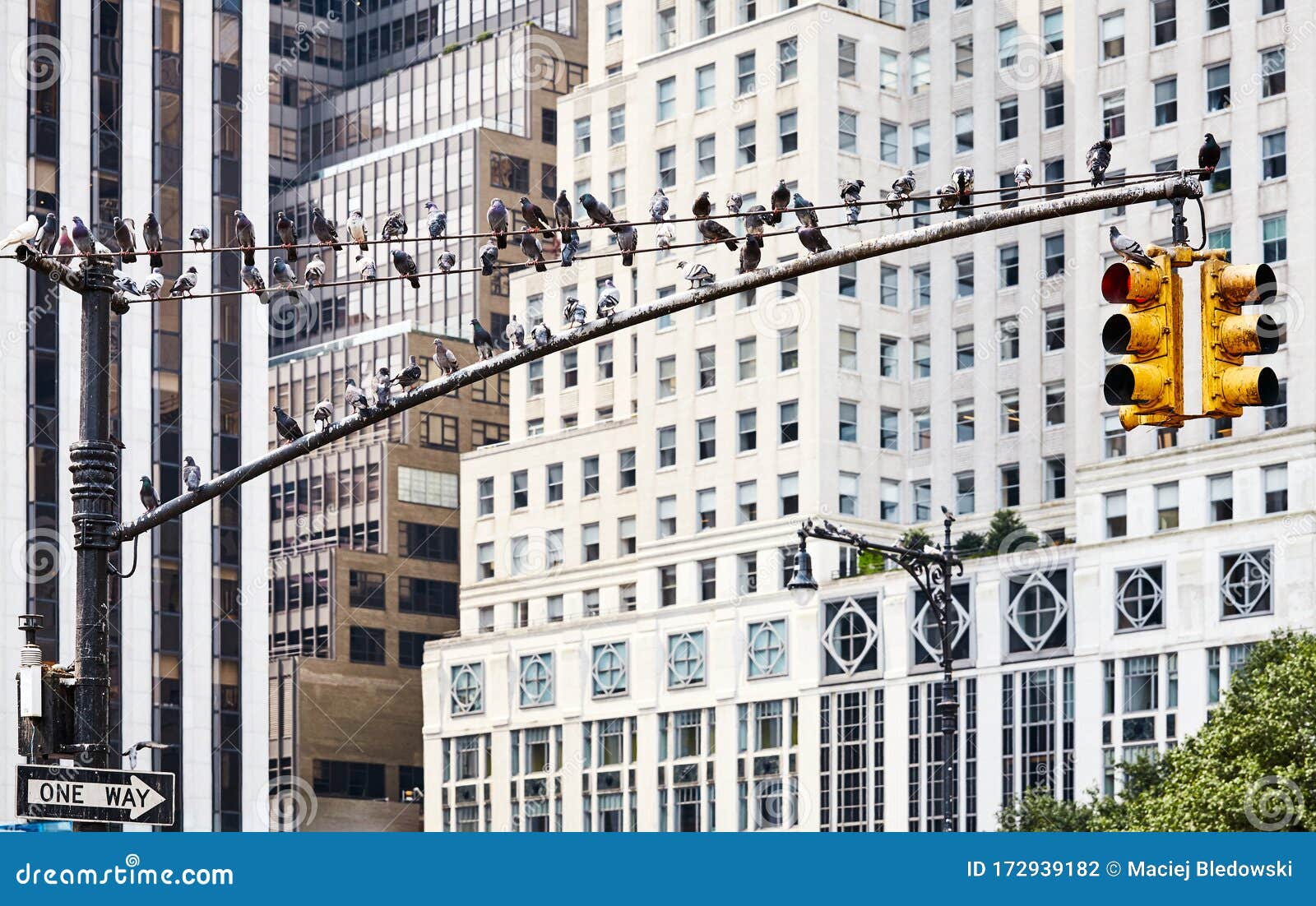 Traffic Light Post with Pigeons in New York City, USA Stock Photo ... Traffic Light Post with Pigeons in New York City, USA Stock Photo ...