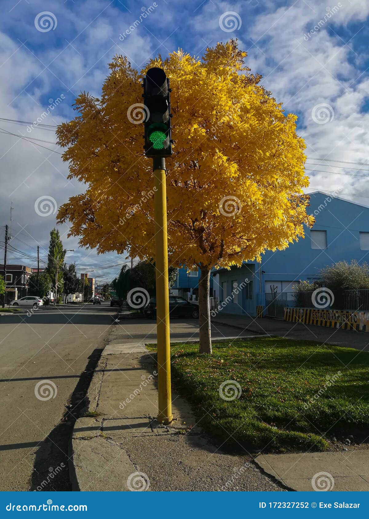 A Traffic Light with a Tree Behind and a Street Stock Photo - Image of ...