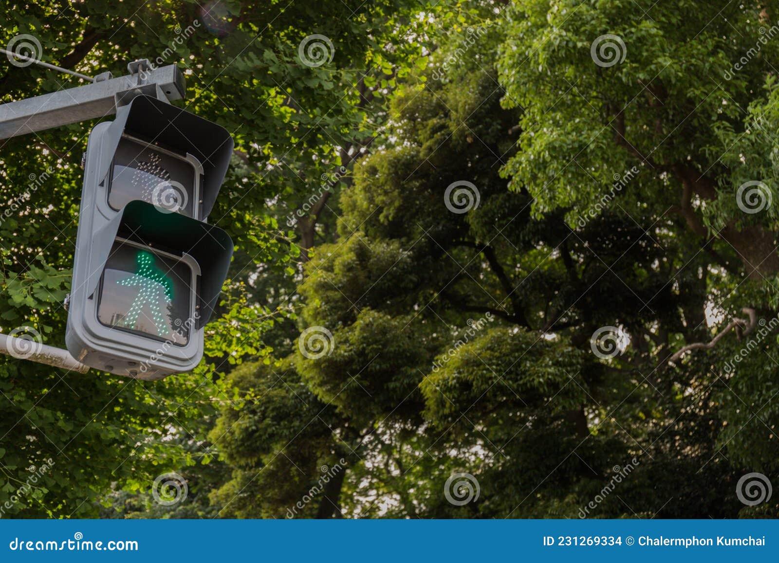 A Traffic Light with Tree in a City. Stock Photo - Image of traffic ...