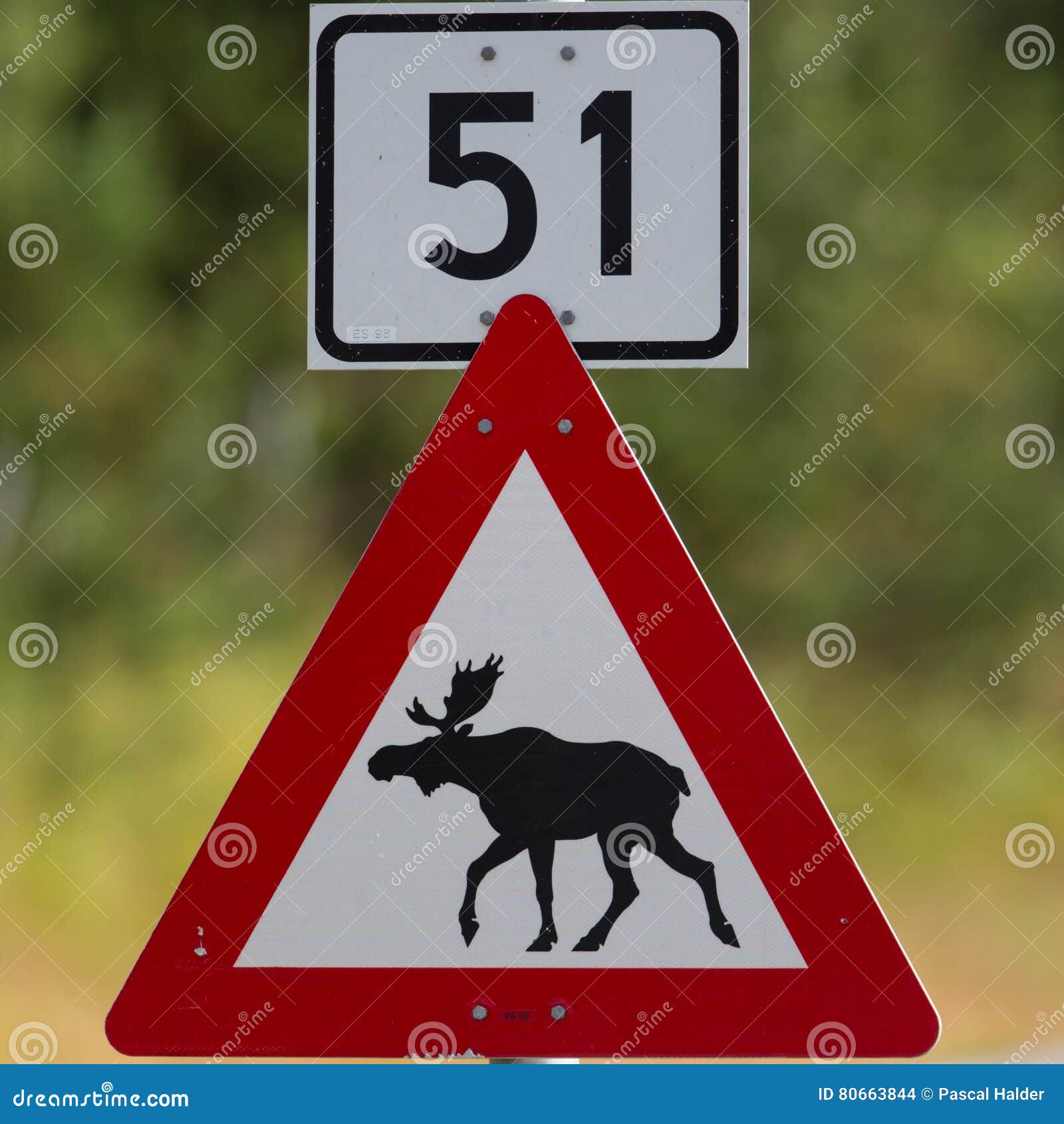 Traffic sign with elk stock photo. Image of animal, triangle - 80663844