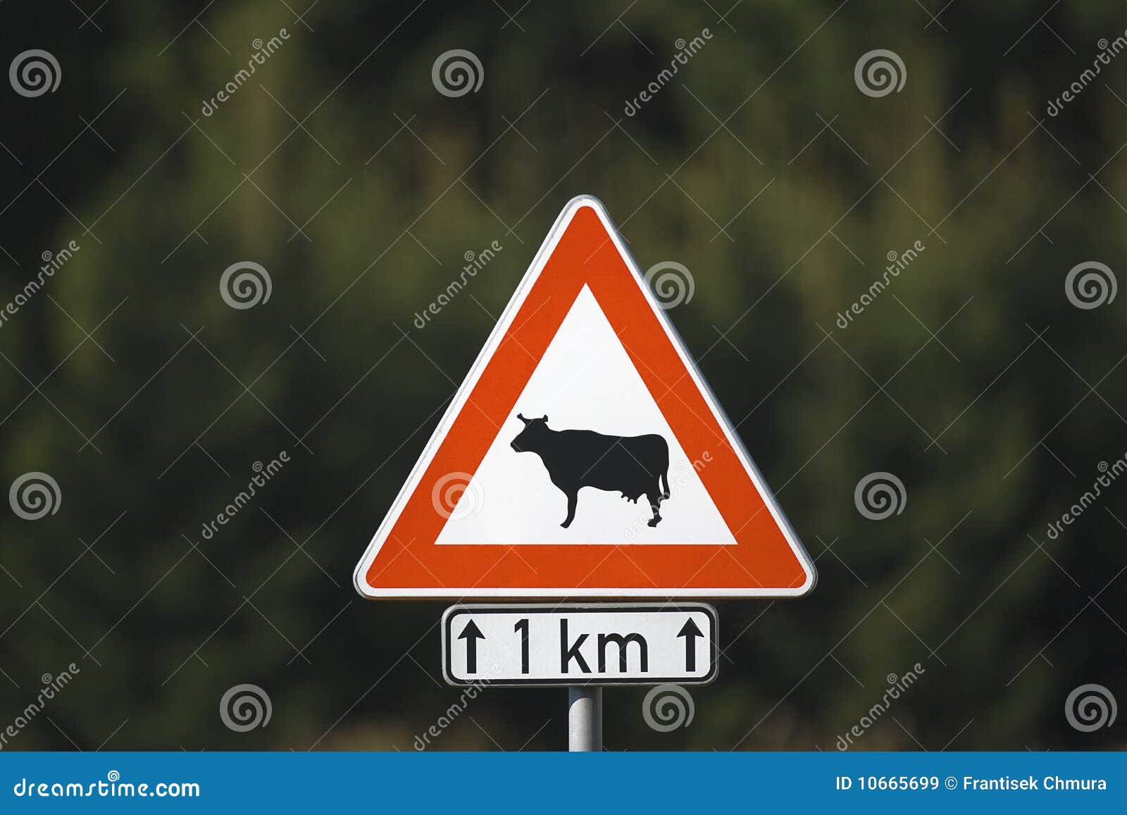 Traffic Sign Warning for Cows Stock Image - Image of cattle, speed ...