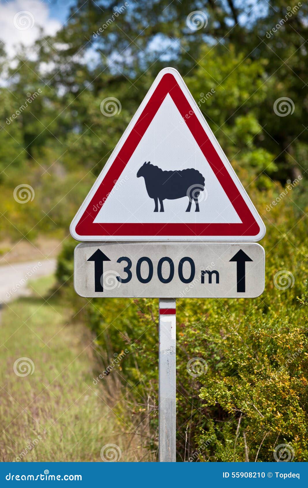 Traffic Sign Warning of Sheep on the Road Stock Photo - Image of post ...