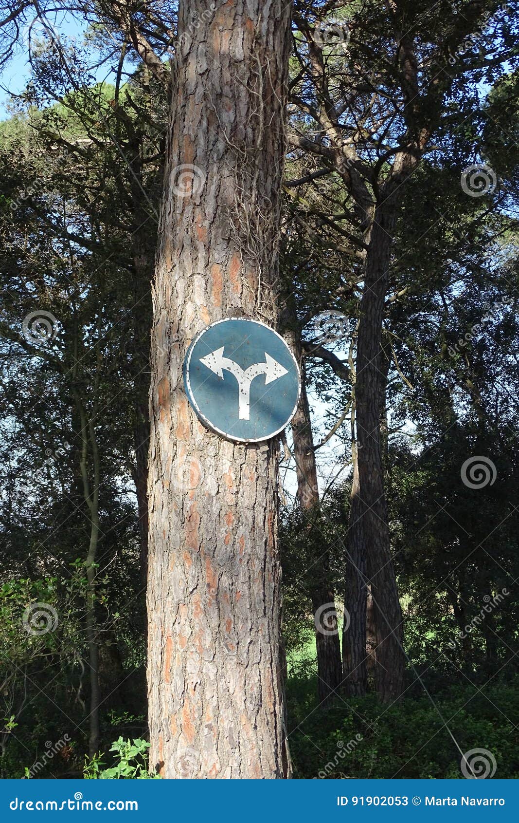 Traffic Sing in a Tree Trunk Stock Image - Image of sing, walk: 91902053