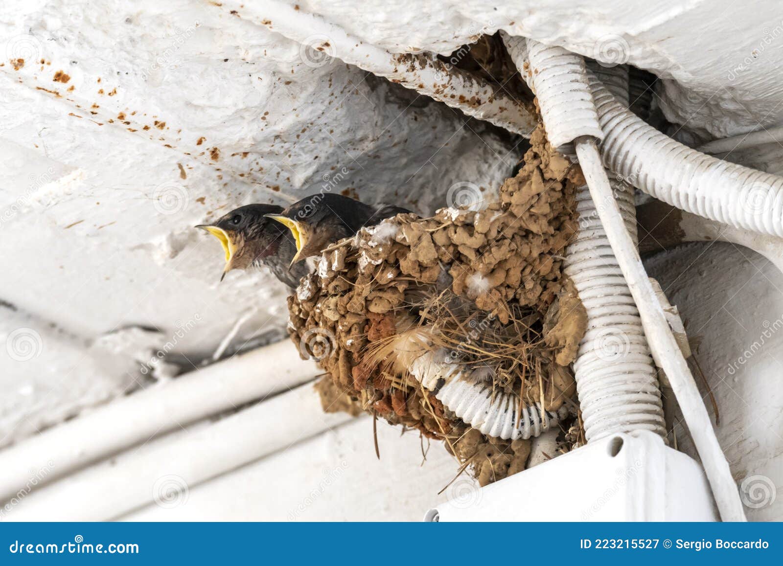 Tragar Pollitos Esperando Comida Dentro Del Nido Imagen de archivo ...