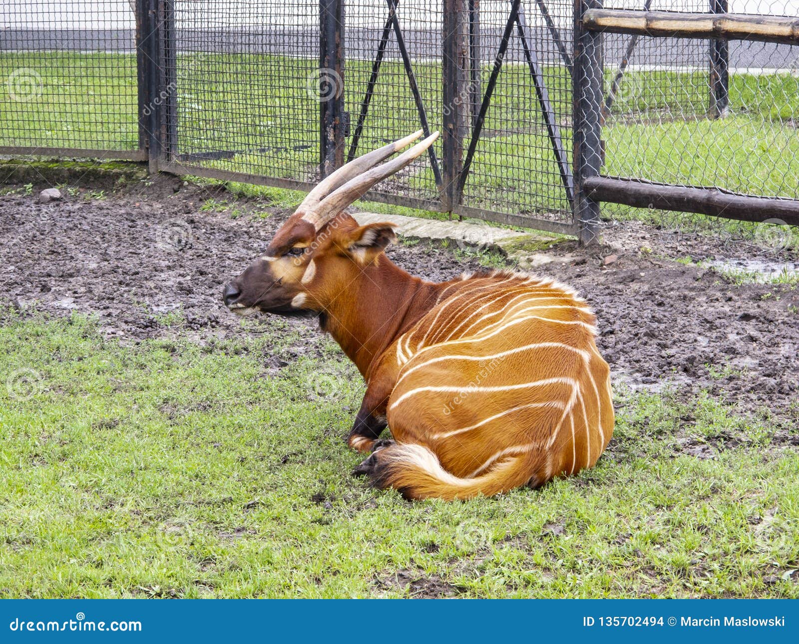 Tragelaphus Eurycerus in the Zoo, Antelope Bongo Stock Photo - Image of ...