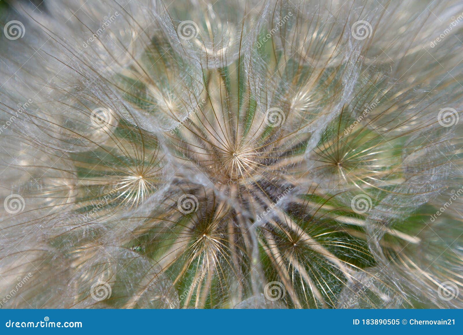 Tragopogon with a Small Insect on the Umbrella Stock Image - Image of ...