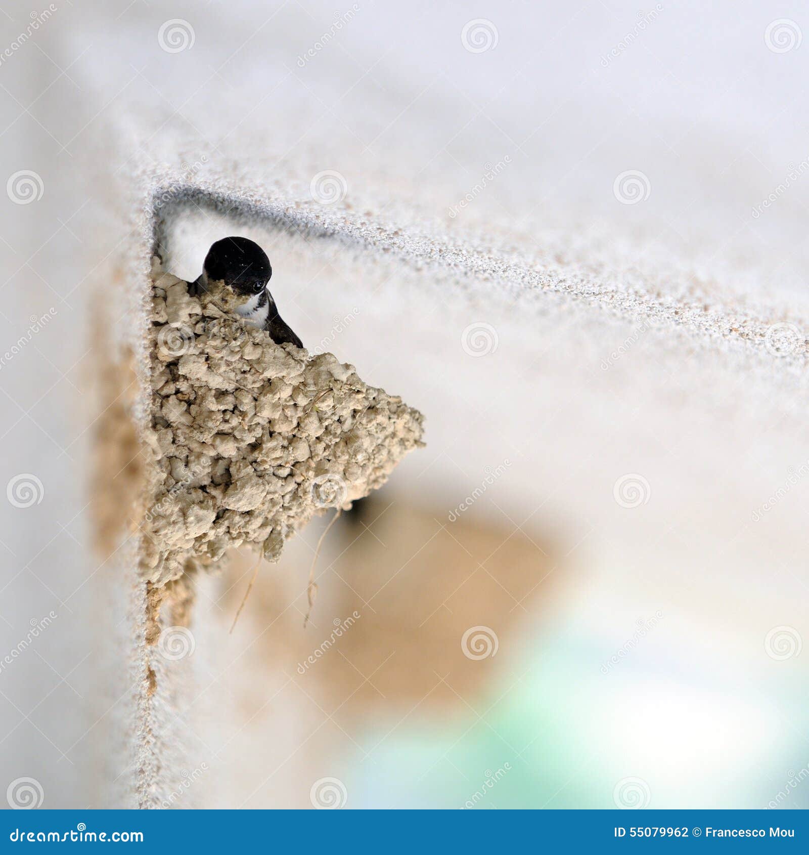 Trague Que Hace La Jerarquía Foto de archivo - Imagen de alas, fango ...