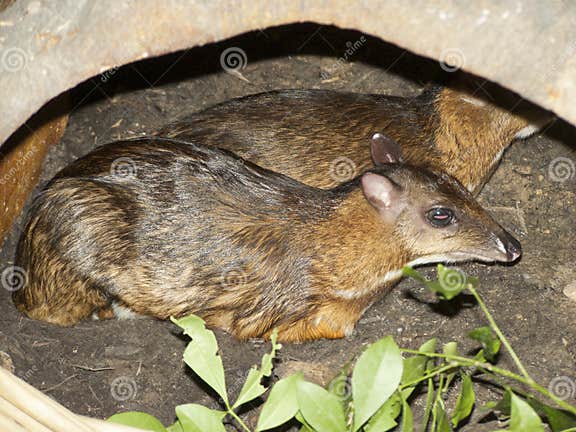 Tragulus editorial photography. Image of male, mammal - 90211747