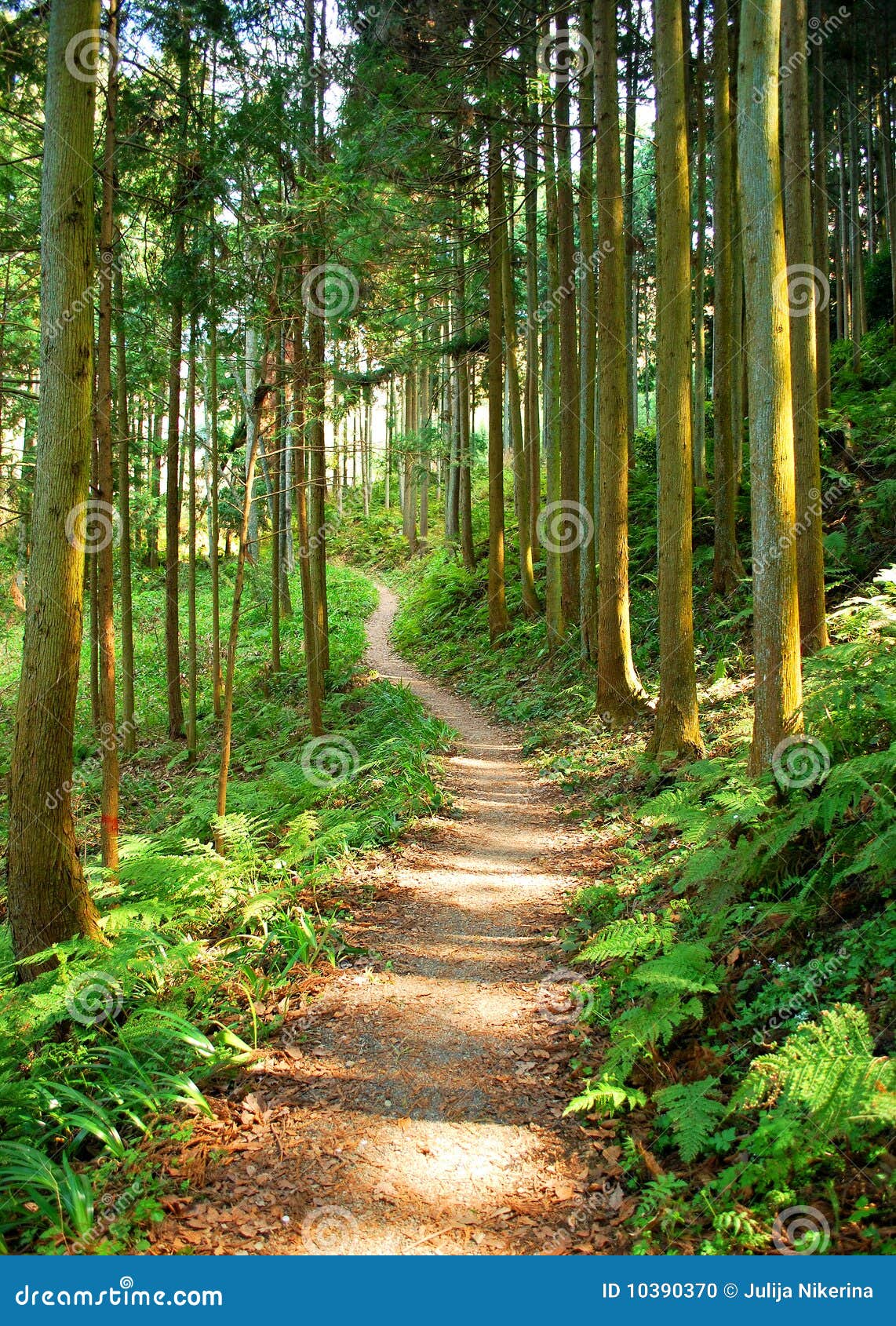 Trail stock photo. Image of forest, exploration, trail - 10390370