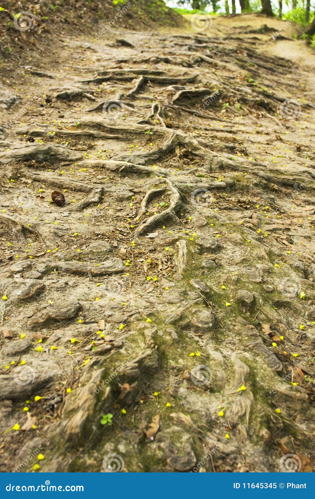Trail stock image. Image of wood, intricate, path, root - 11645345