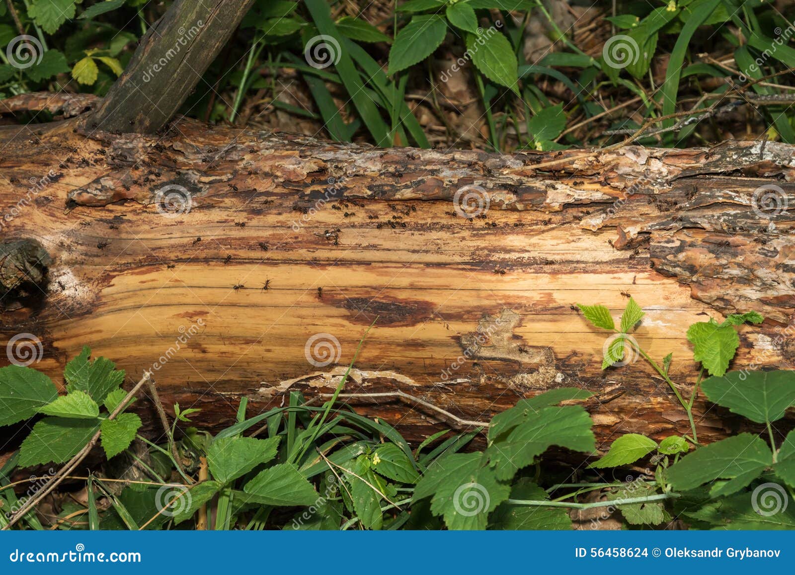The trail of ants on a log stock photo. Image of order - 56458624