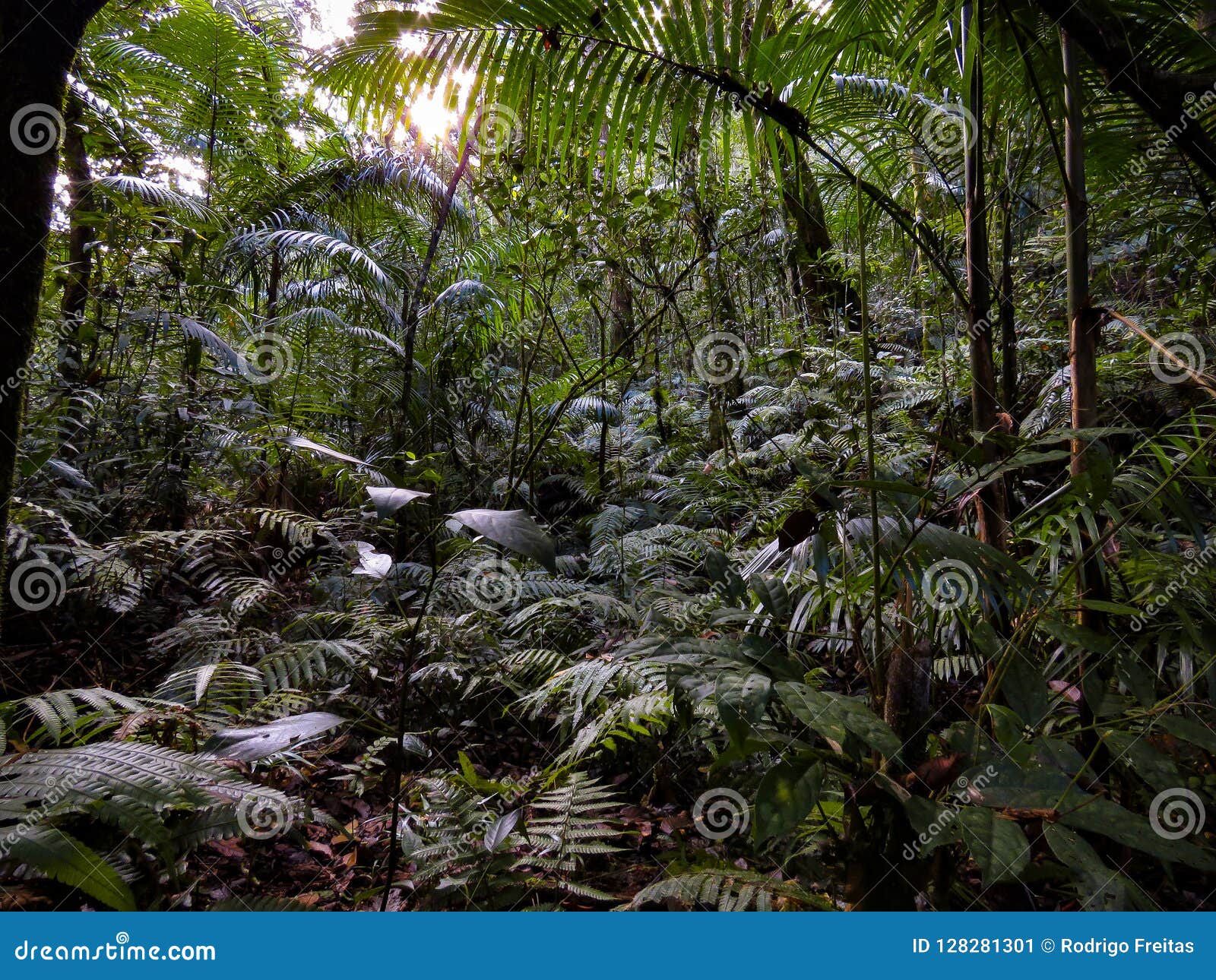 On the trail stock image. Image of atlantic, nature - 128281301