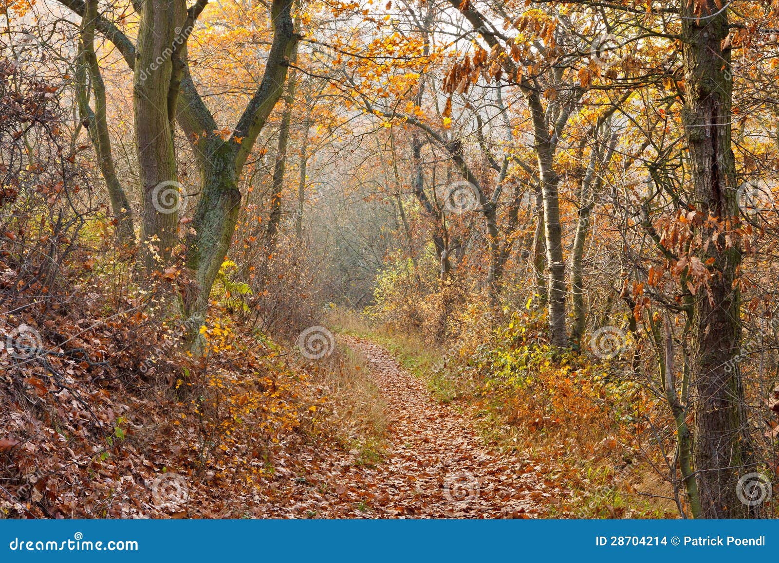 Trail in Autumn Forest stock photo. Image of idyllic - 28704214