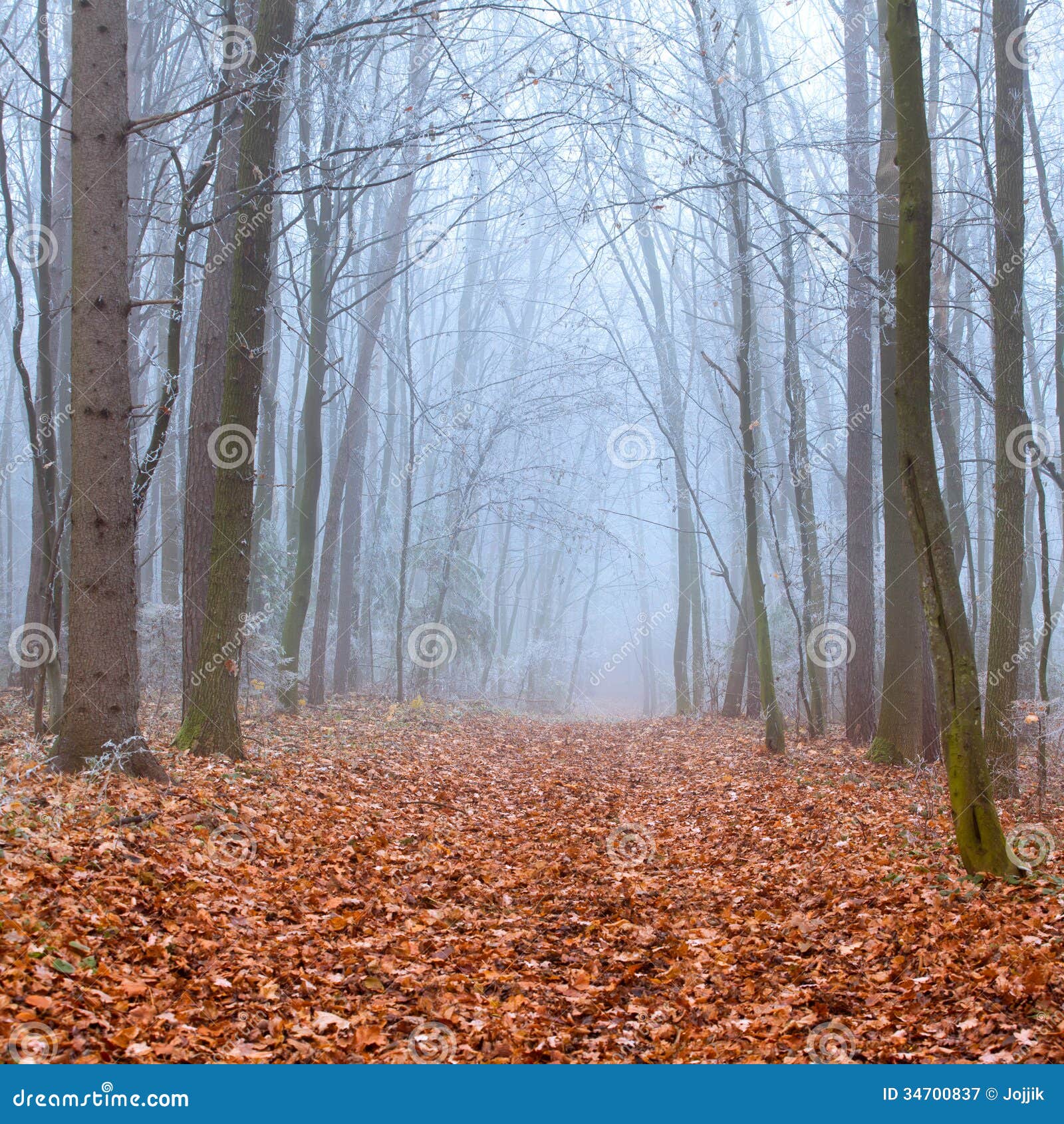 Trail in autumn forest stock image. Image of haze, mist - 34700837