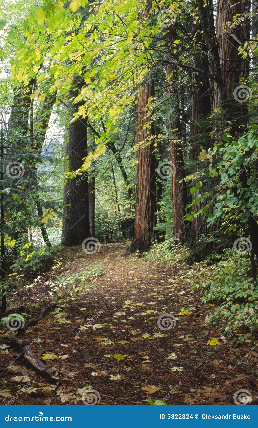 Trail through Autumn Forest in Yosemite Stock Photo - Image of colorful ...