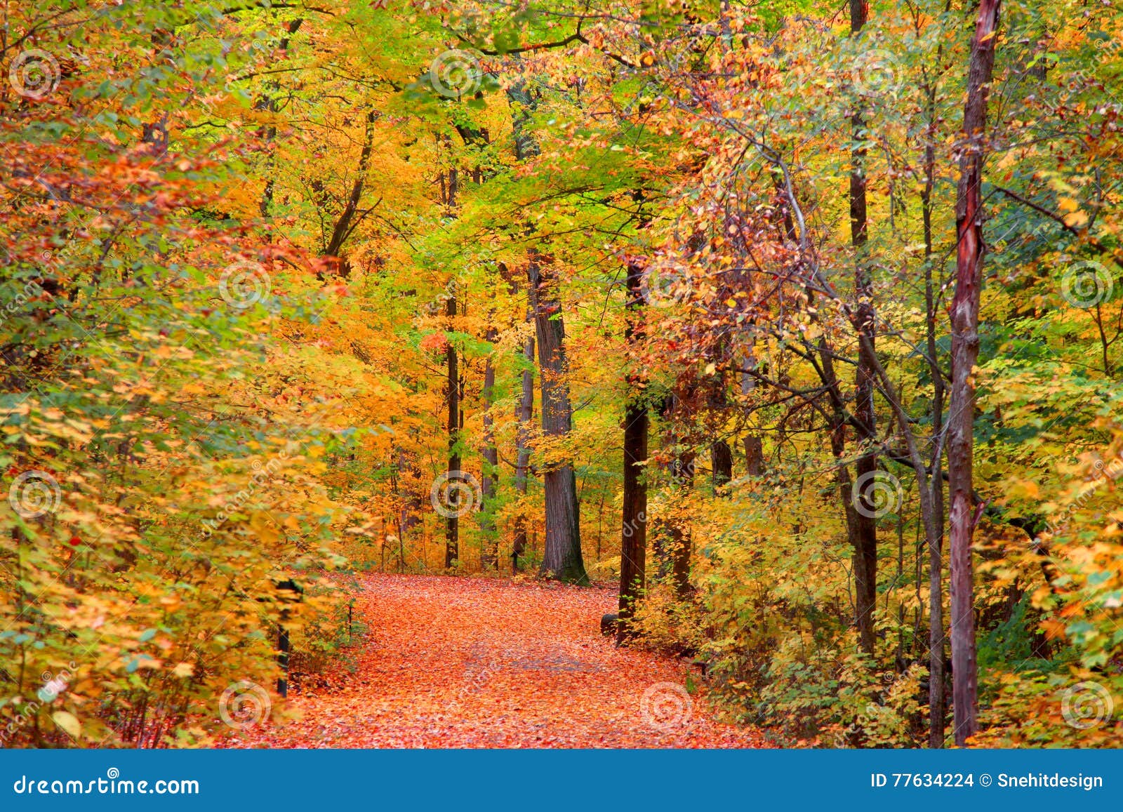 Trail through autumn trees stock photo. Image of foliage - 77634224