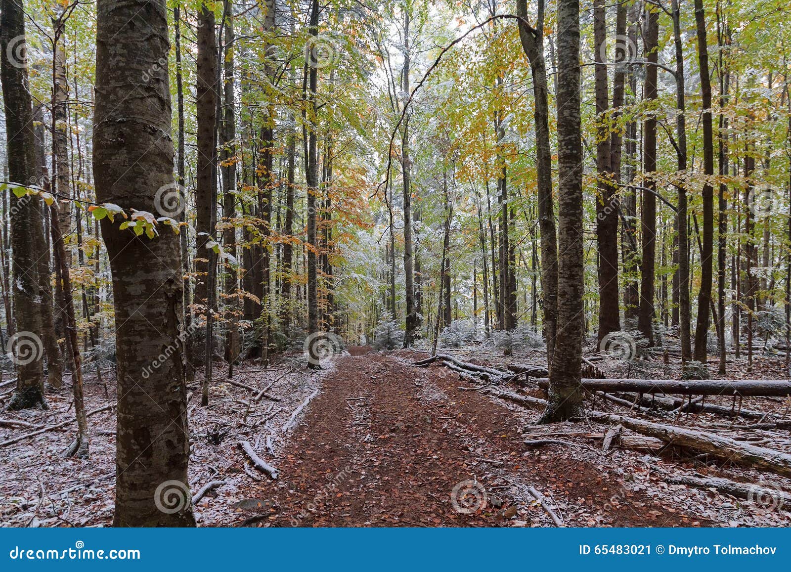 Trail in the Autumn Woods Covered with Snow Stock Image - Image of ...