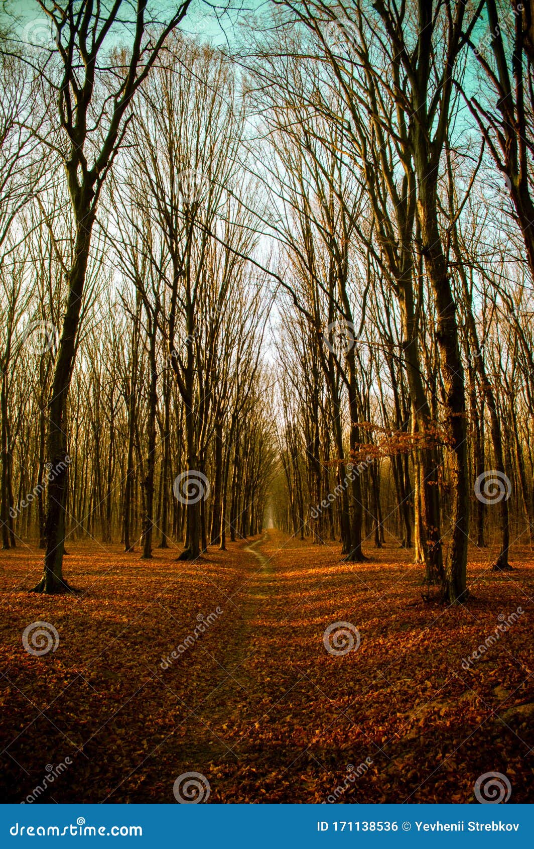 Trail in a Beautiful Autumn Forest Stock Photo - Image of natural, park ...