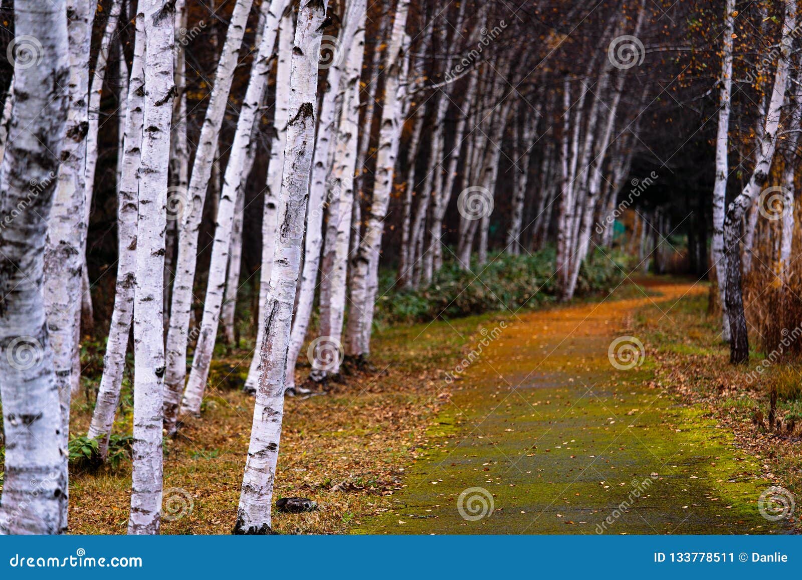 Trail into Birch Trees stock image. Image of road, jungle - 133778511