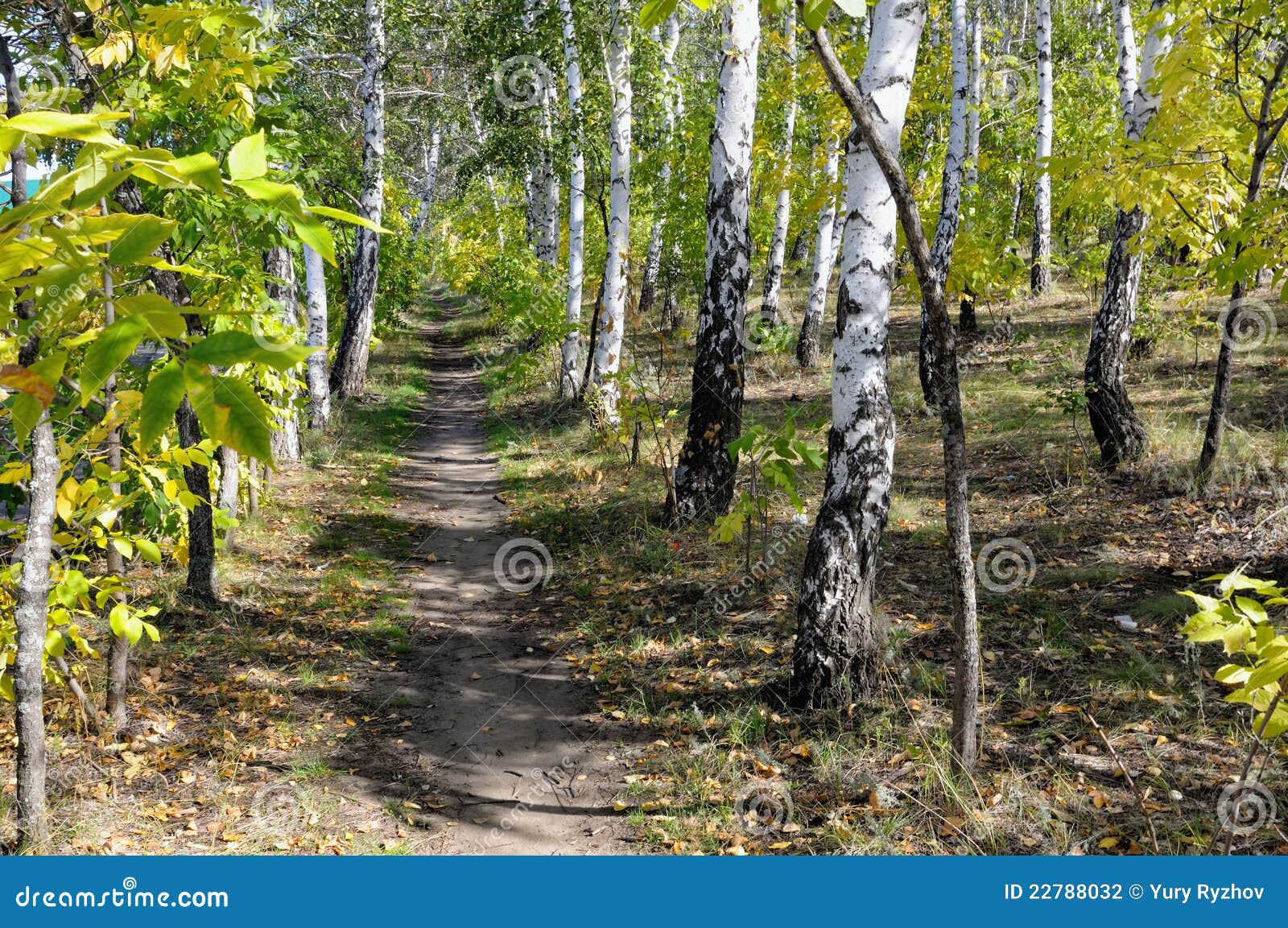 Trail in Birchwood stock photo. Image of green, trees - 22788032