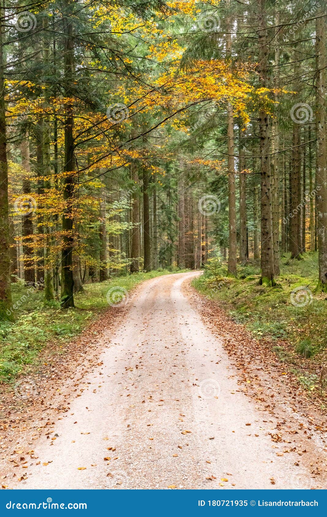 Trail in Black Forest Around Forbach Village Stock Image - Image of ...