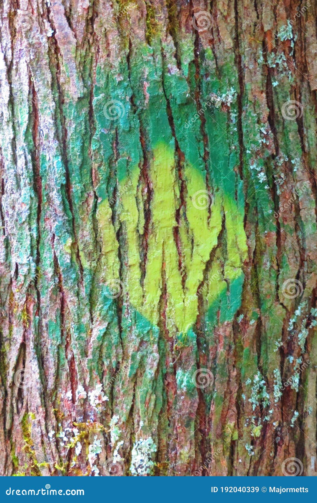 Trail Blaze in Shades of Green on Tree Stock Image - Image of bright ...