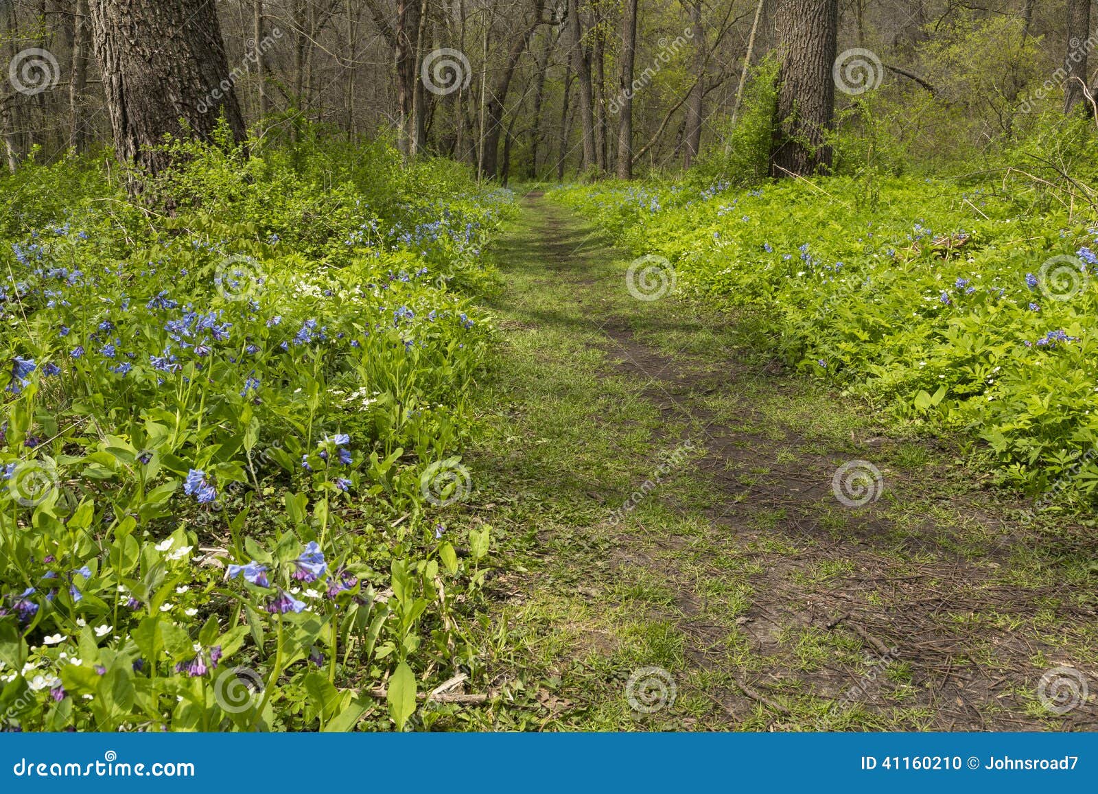 Trail through Blue Bell Flowers Stock Photo - Image of path, delicate ...