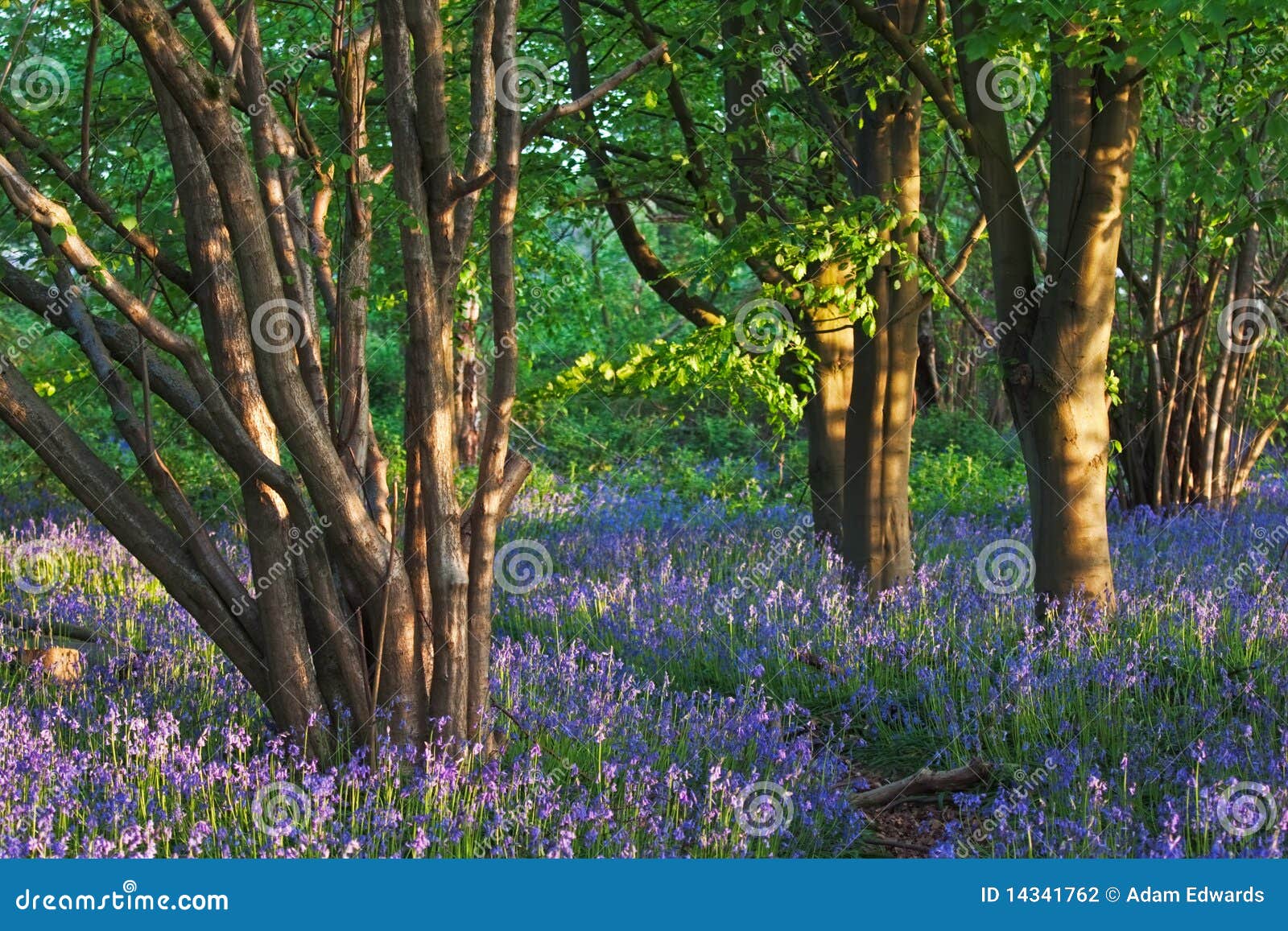 Trail through a Bluebell Wood in Spring Stock Photo - Image of hyacinth ...