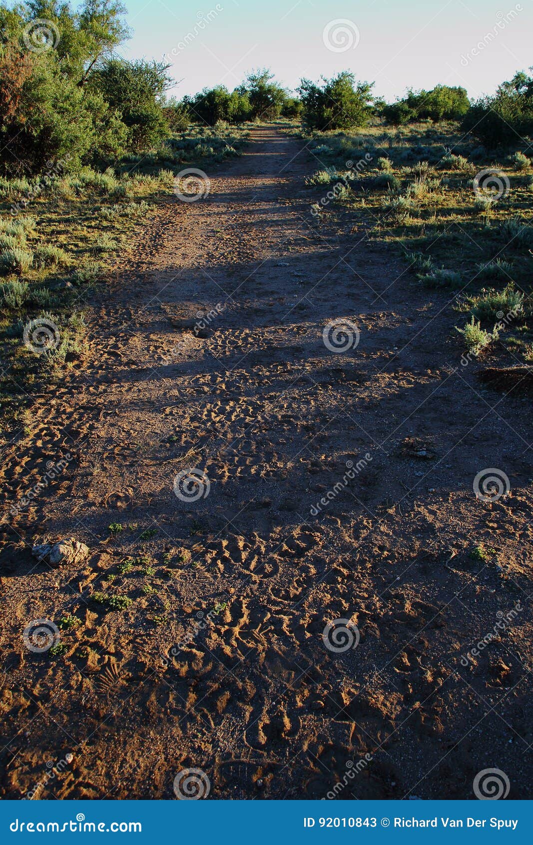 A trail in the bush stock image. Image of discover, explore - 92010843