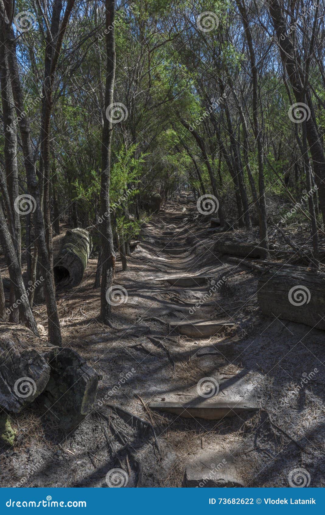 Trail through a bush. stock photo. Image of branches - 73682622