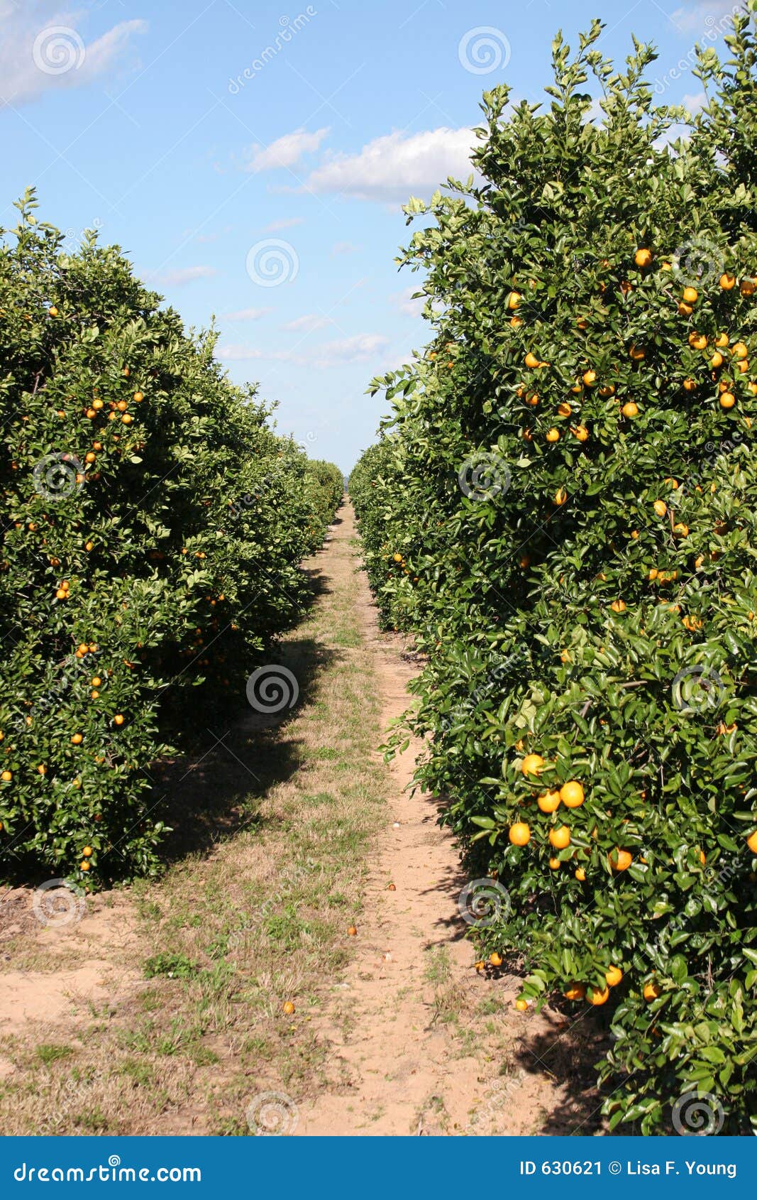 Trail through Citrus Grove stock image. Image of location - 630621