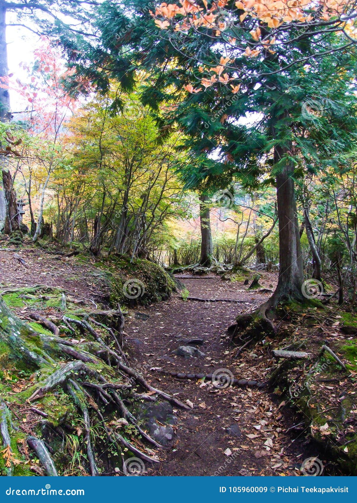 A Trail in the Colorful Forest. Stock Image - Image of falling, green ...
