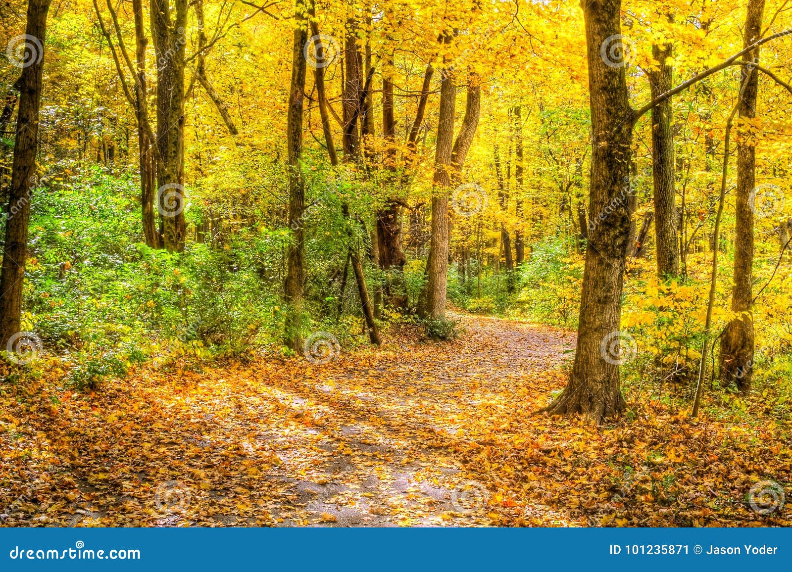 Autumn Trail stock image. Image of october, golden, forest - 101235871
