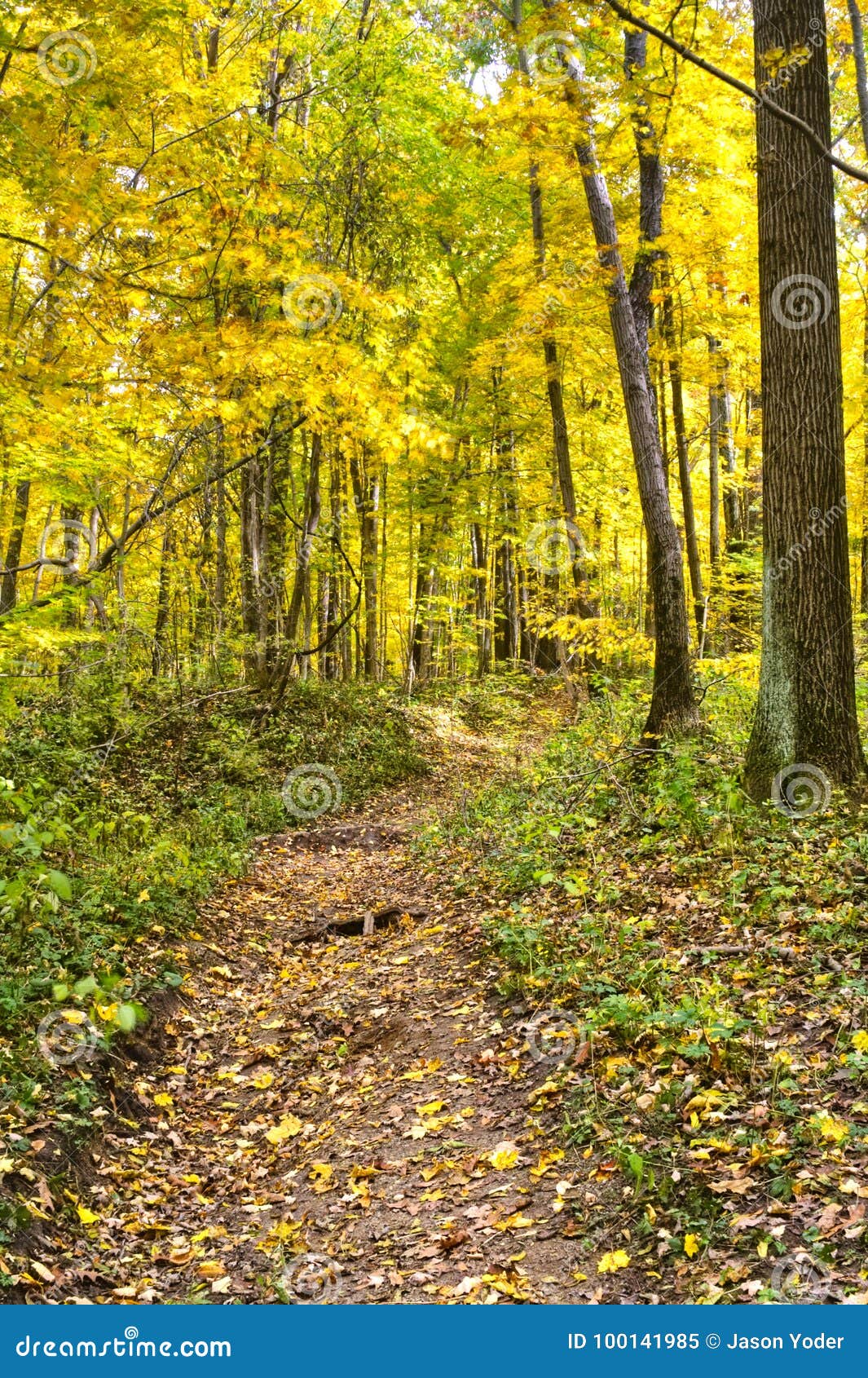 Autumn Trail stock image. Image of fall, maple, golden - 100141985