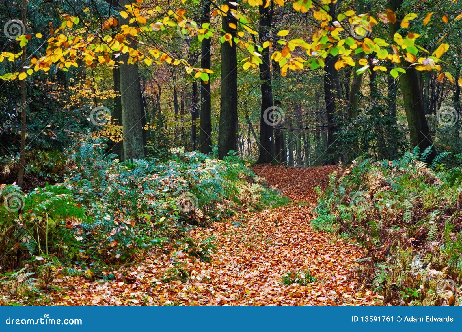 Trail through a Colourful Forest in Autumn Stock Image - Image of ...