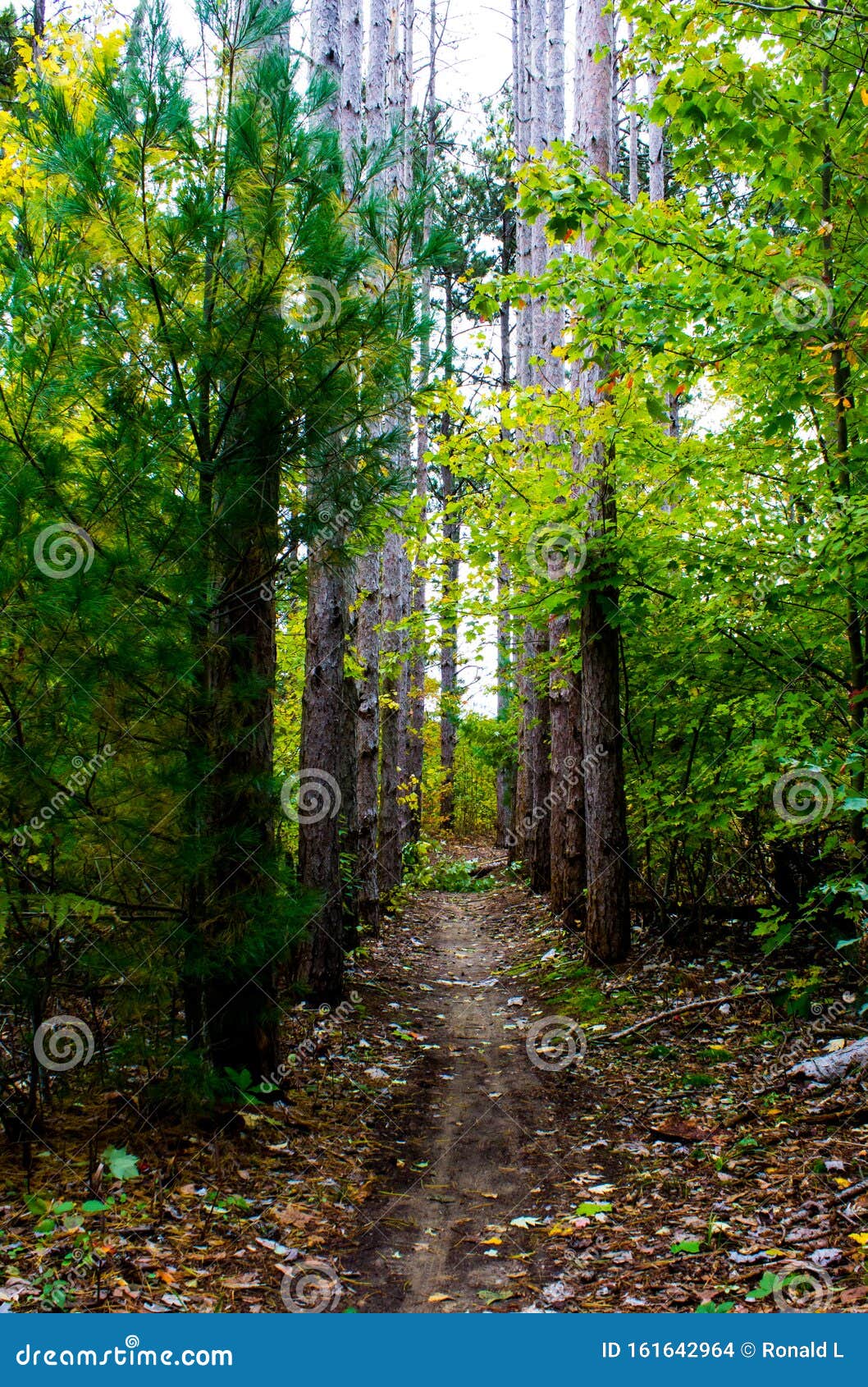 A Trail in Conifer Forest in Late Summer Michigan Stock Photo - Image ...