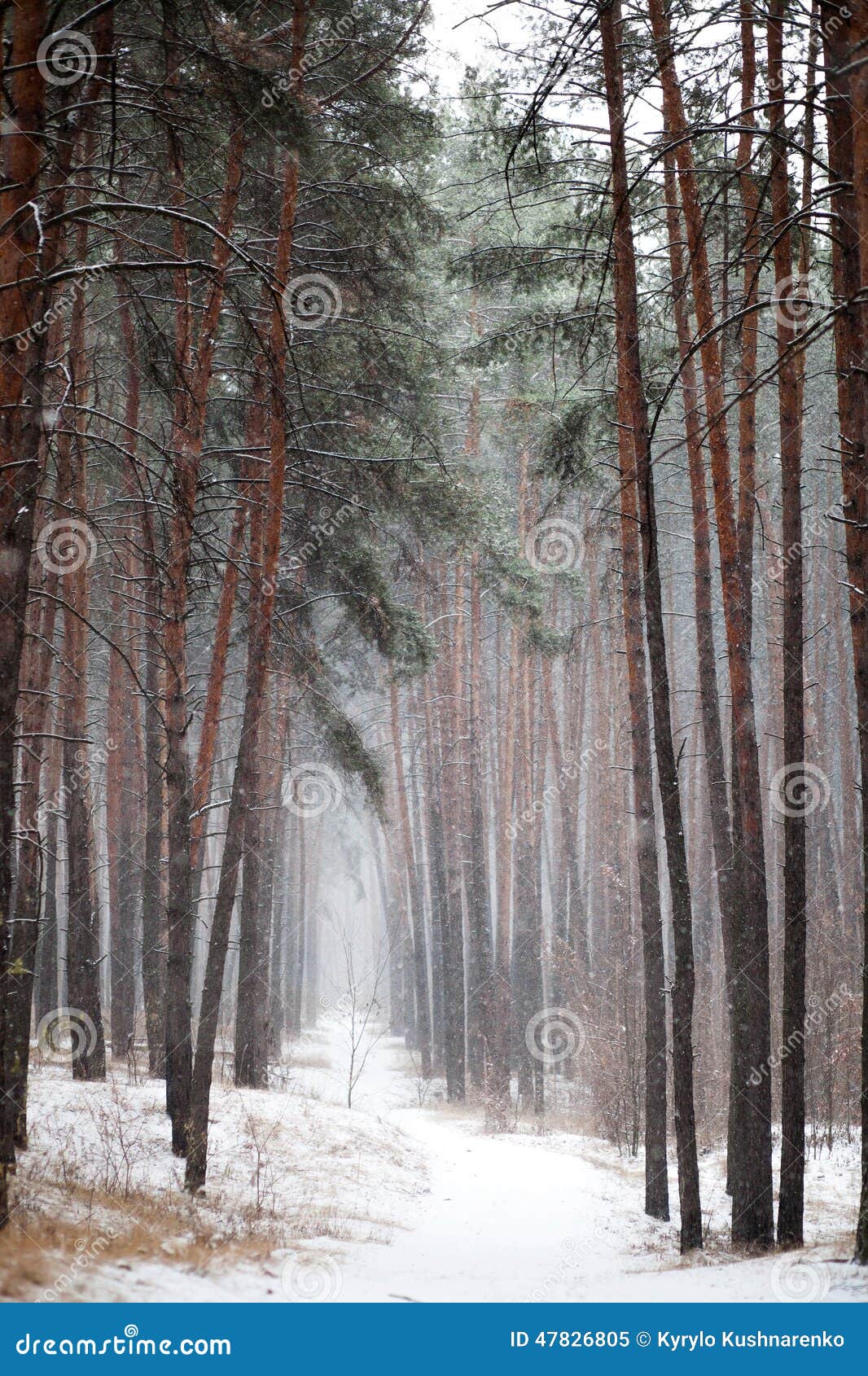 Trail in Coniferous Forest in Winter Stock Image - Image of outdoors ...