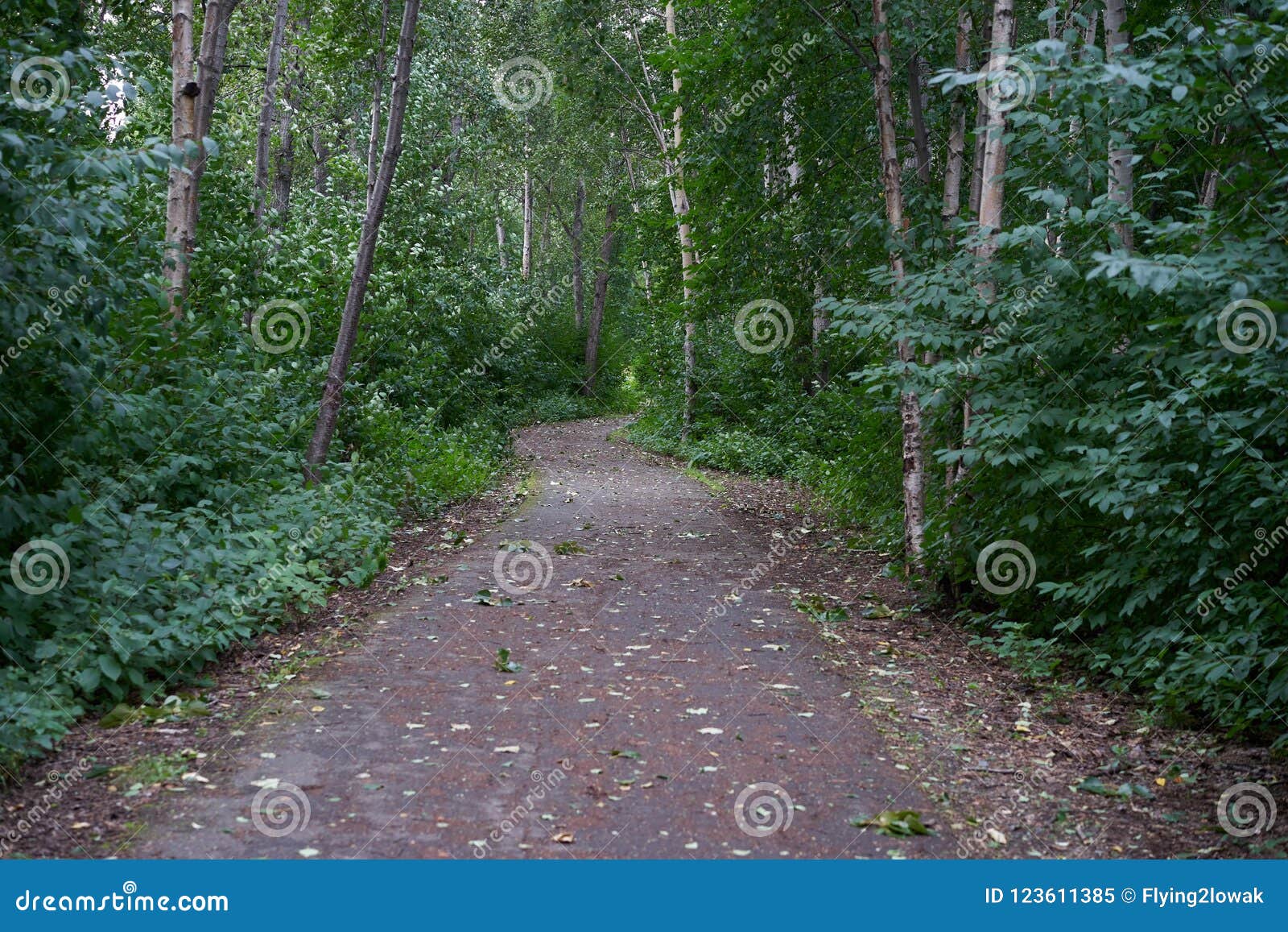 Trail Coverd with Leave and Branches after Wind Storm Stock Image ...